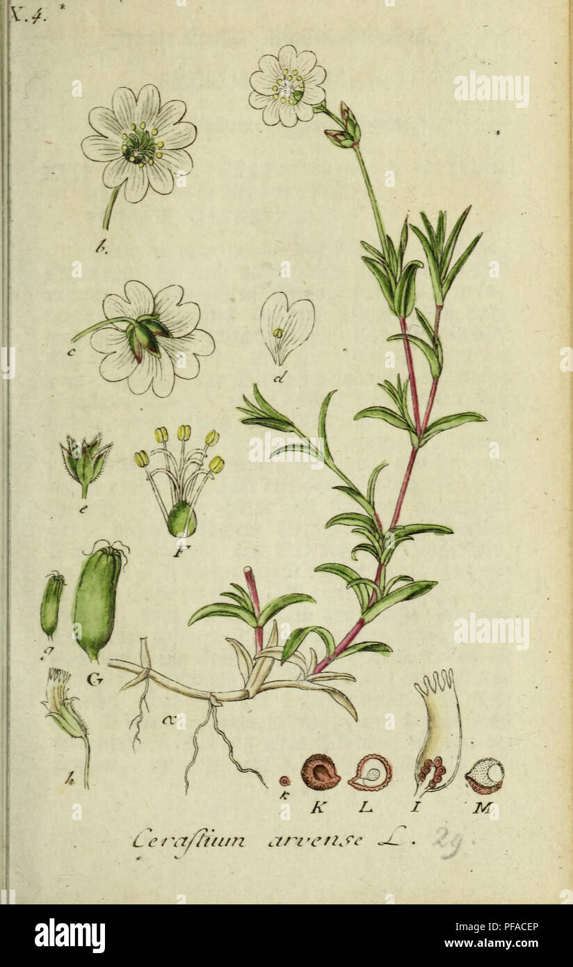 This work provides botanical illustrations of Germany's flora ...