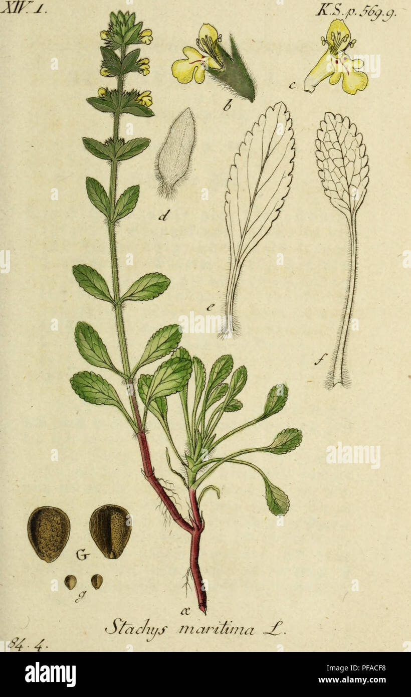 'Deutschlands Flora in Abbildungen nach der Natur' presents an ...
