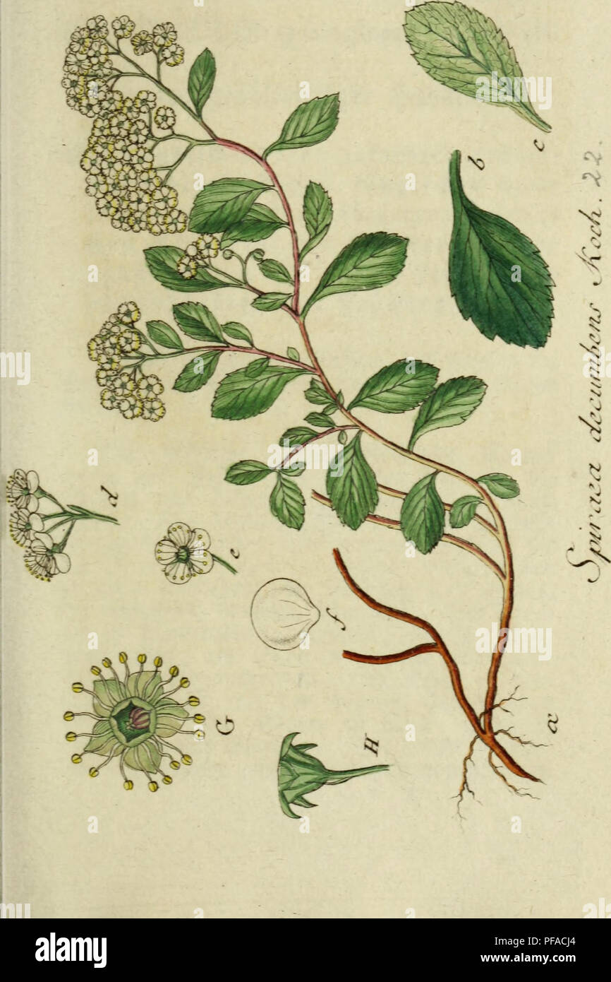 This botanical work presents illustrations of various plant species ...