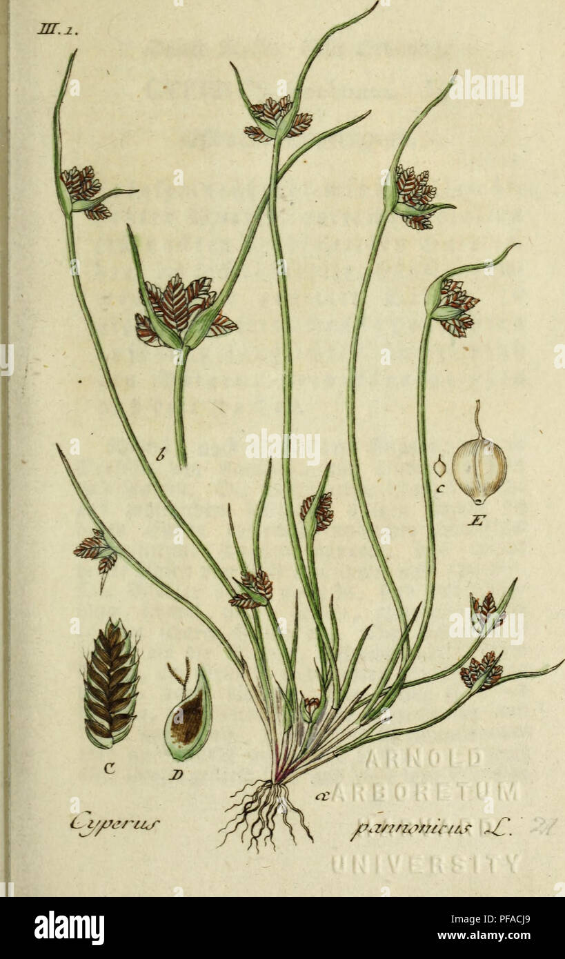Jacob Sturm’s work on the flora of Germany presents illustrations and ...