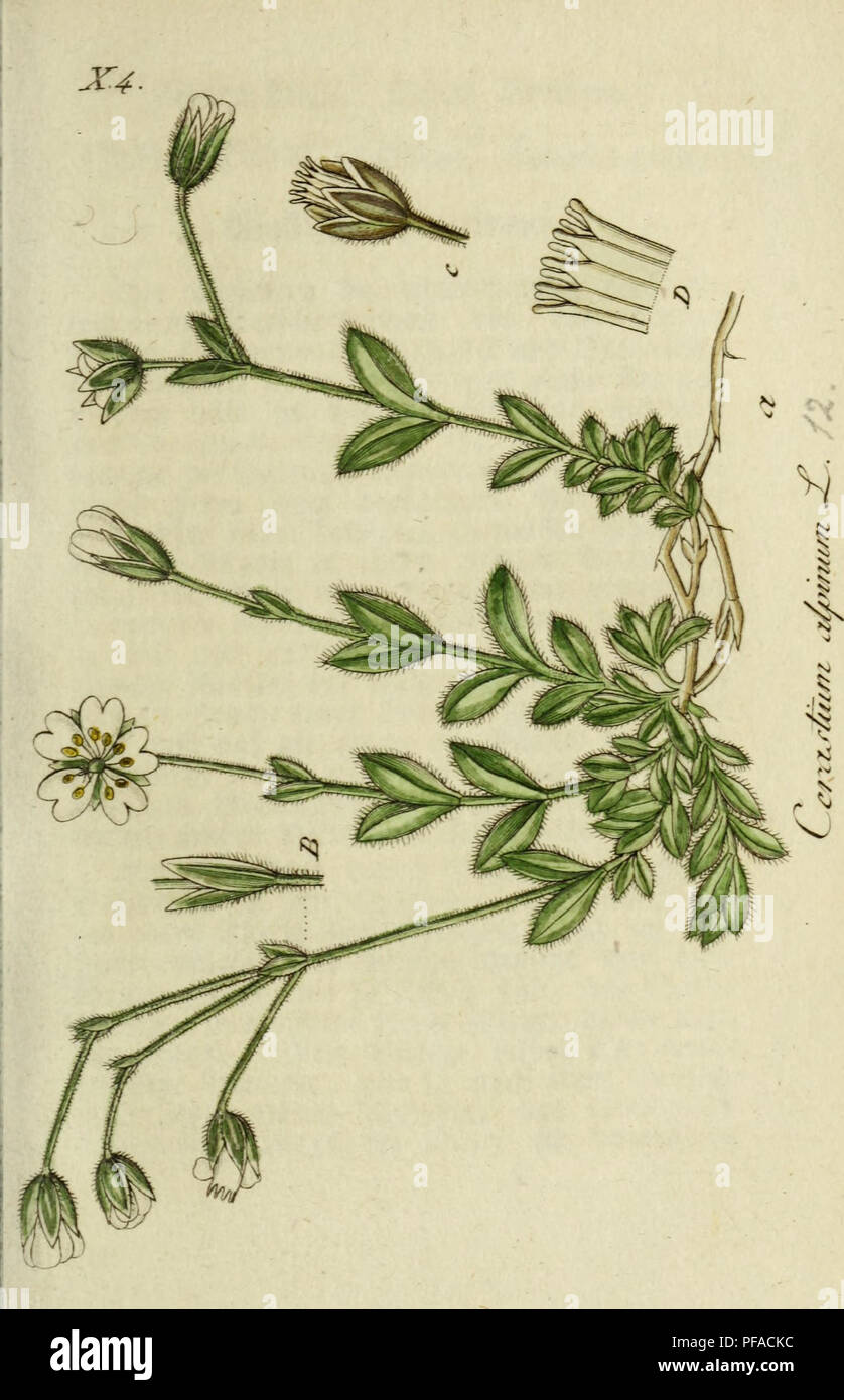 This botanical work by Jacob Sturm illustrates Germany's native plant ...