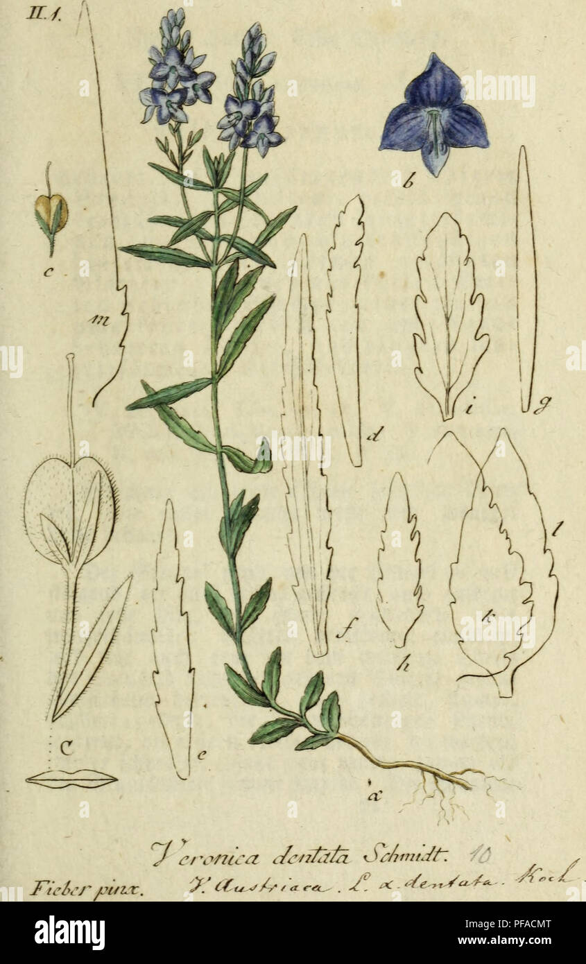 This botanical work provides detailed illustrations of German flora ...