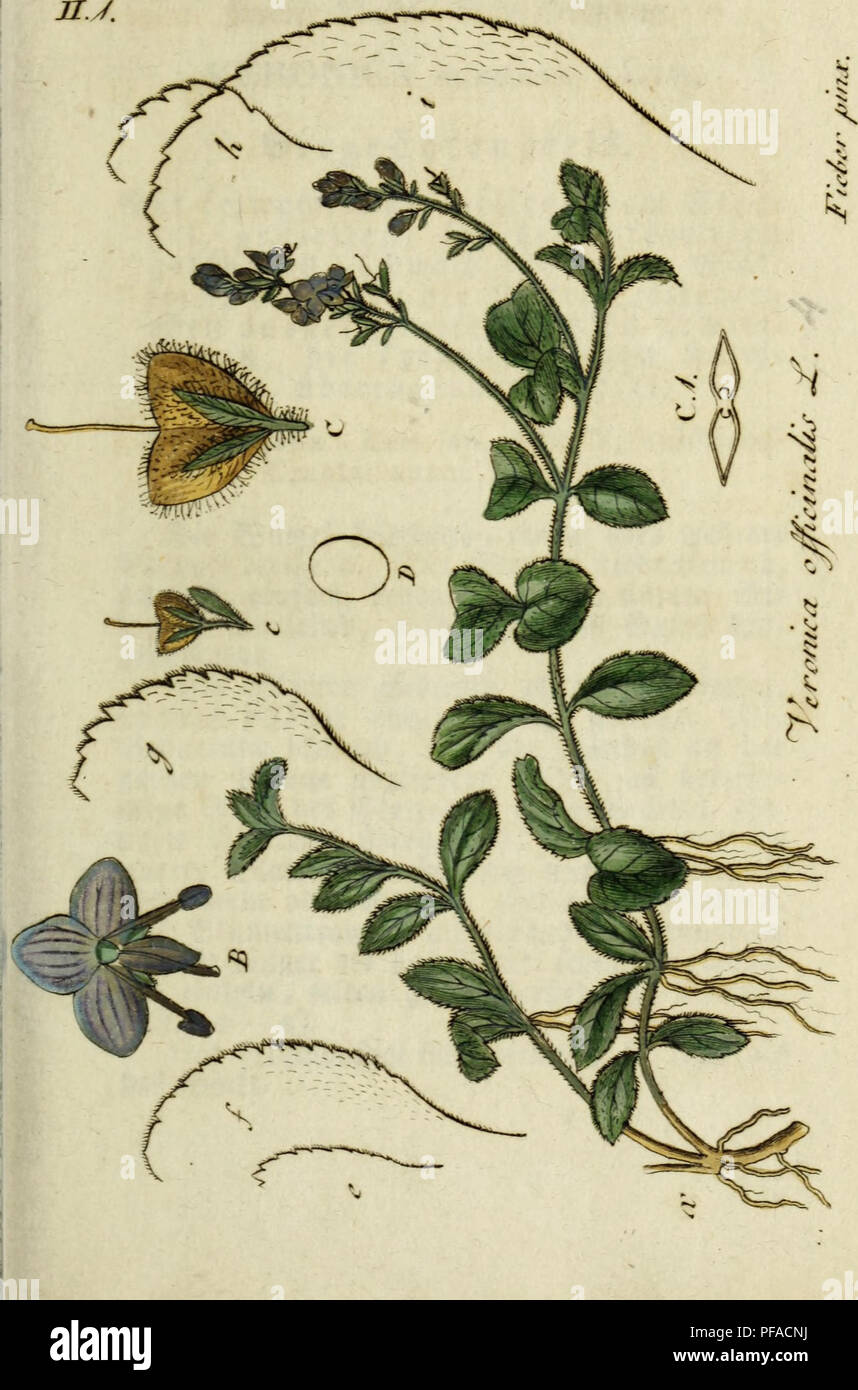 This botanical work features detailed illustrations of Germany’s native ...