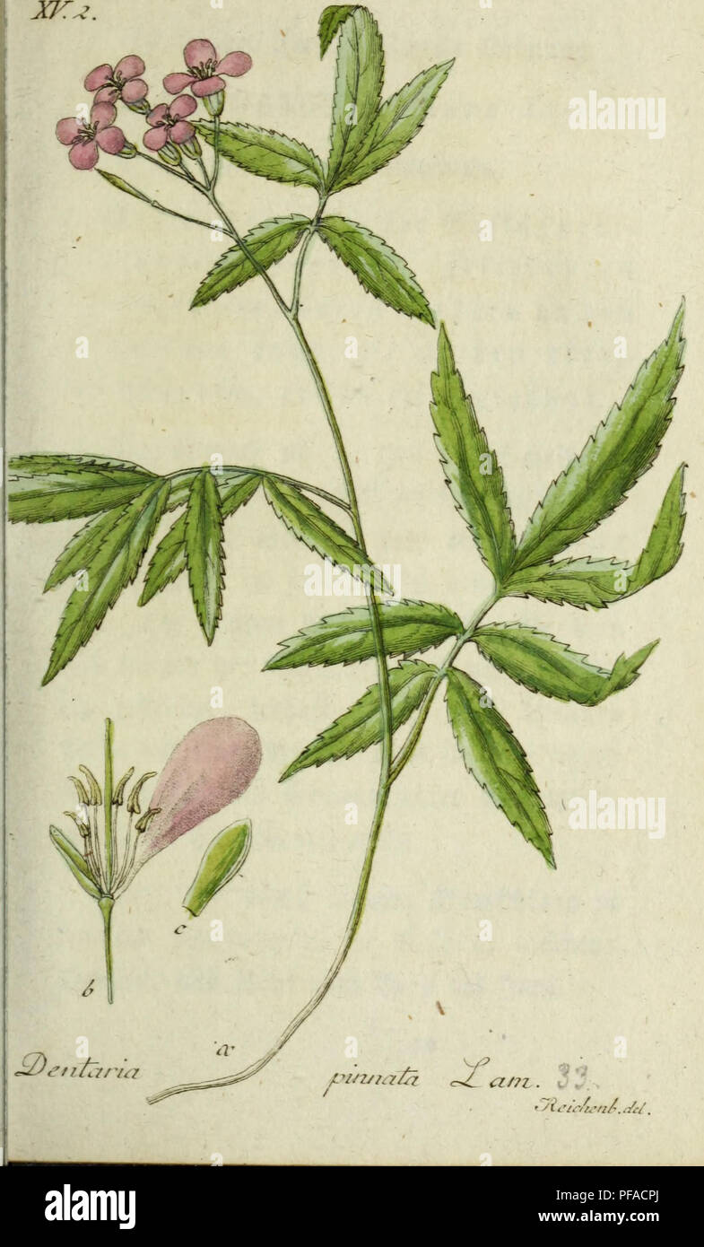 This image, from 'Deutschlands Flora in Abbildungen nach der Natur ...