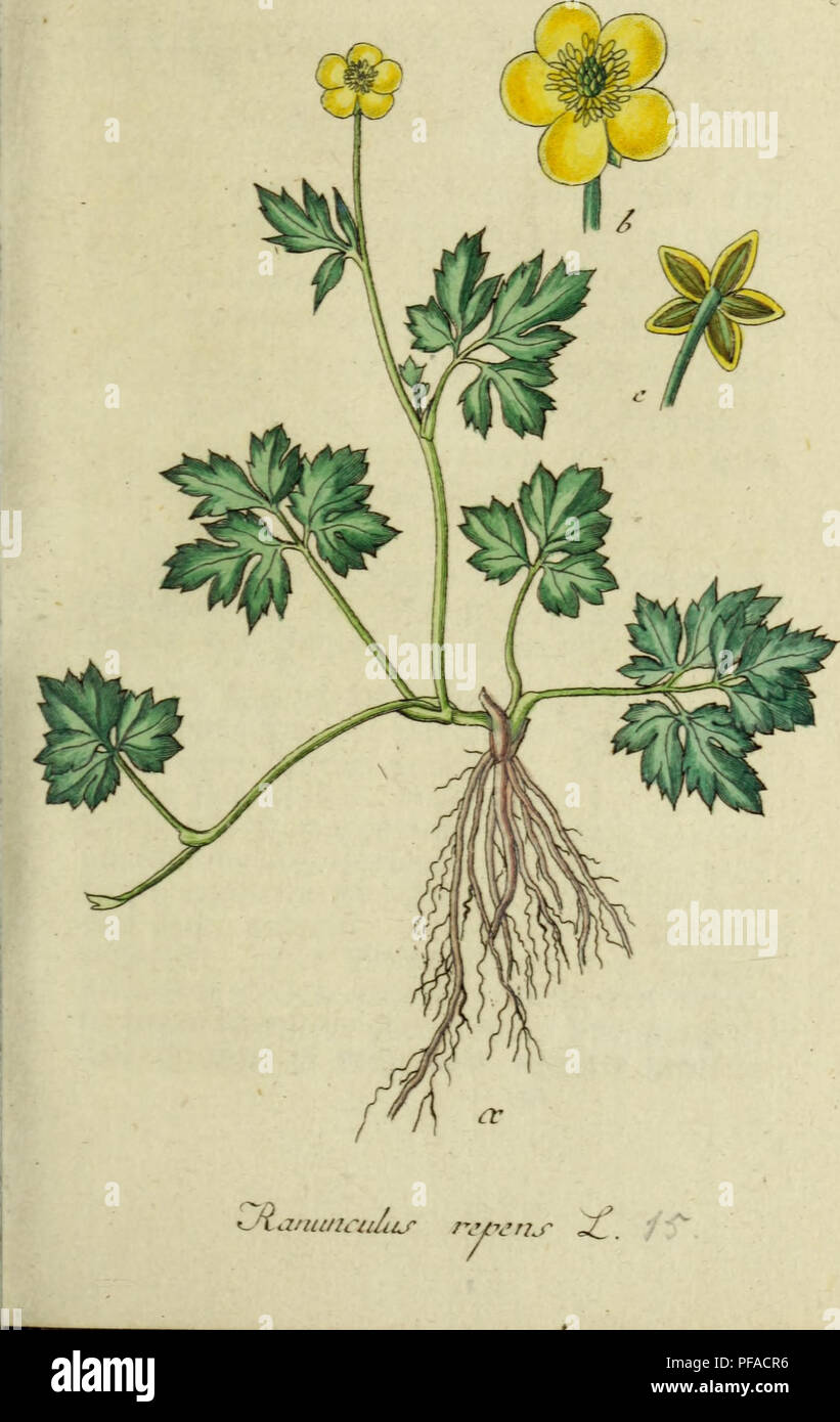 This botanical work provides illustrations of Germany’s native plants ...