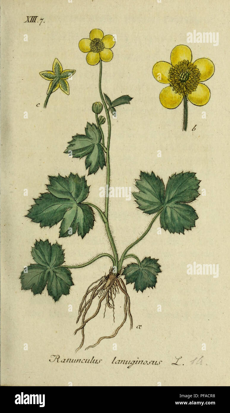 This botanical work presents accurate illustrations of Germany’s flora ...