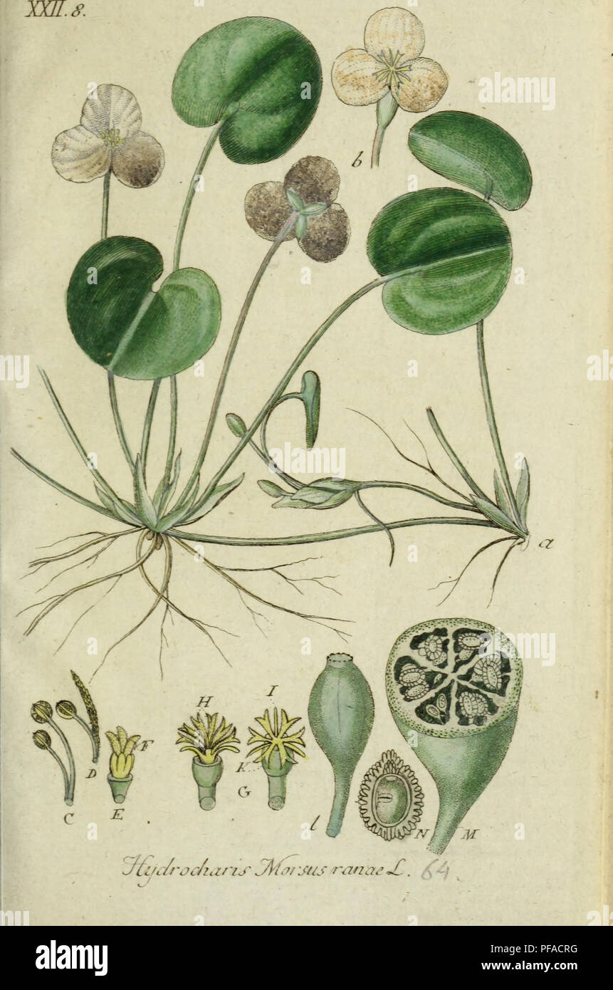 This 19th-century botanical work features images of various German ...