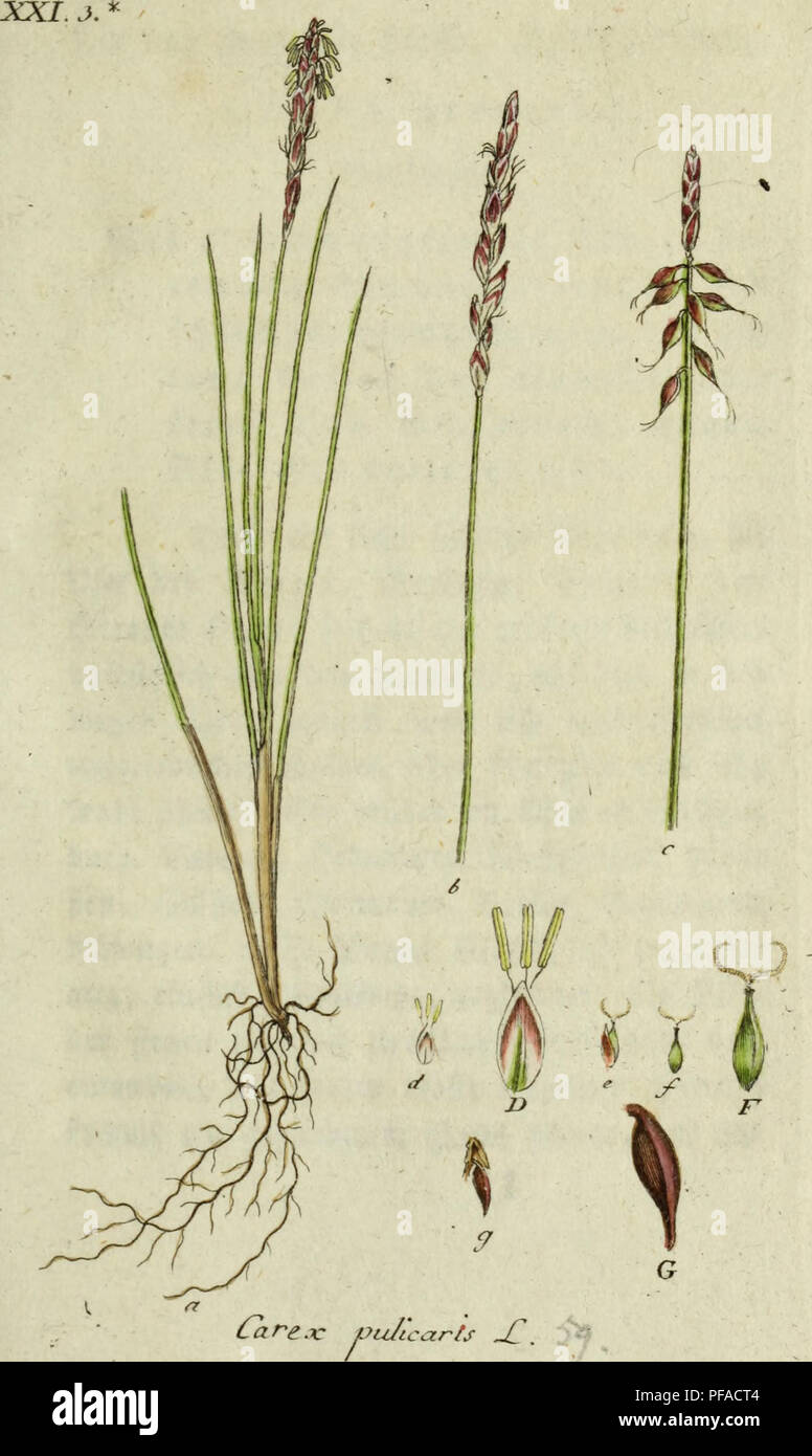 This work by Jacob Sturm presents Germany's flora with illustrations ...