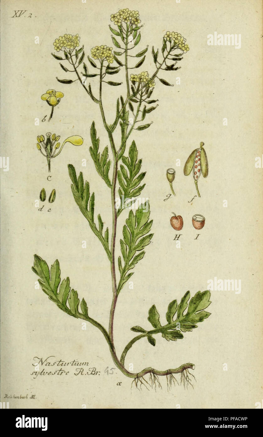 This German botanical text presents naturalistic illustrations of ...