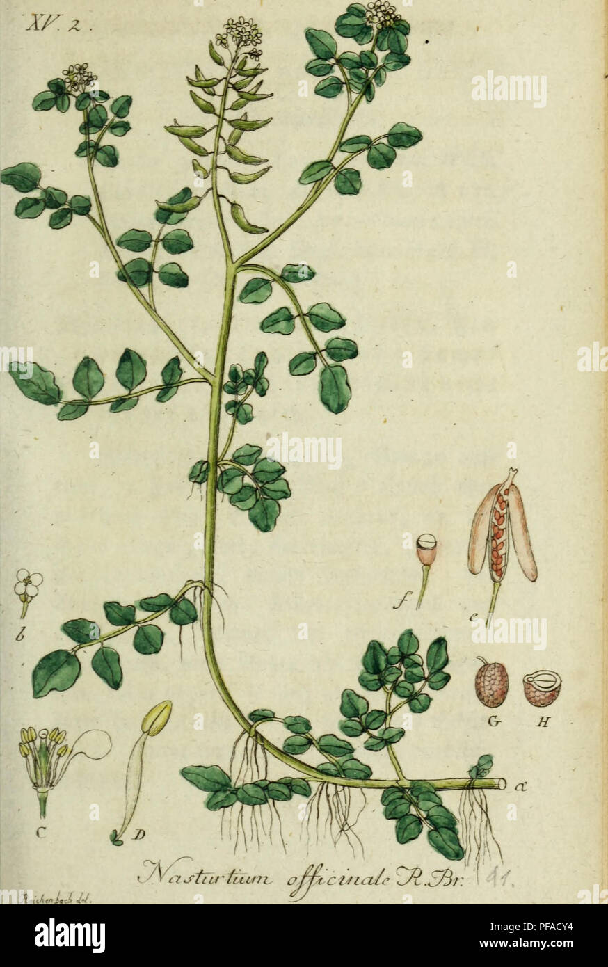 Jacob Sturm’s 'Deutschlands Flora' provides a comprehensive visual ...
