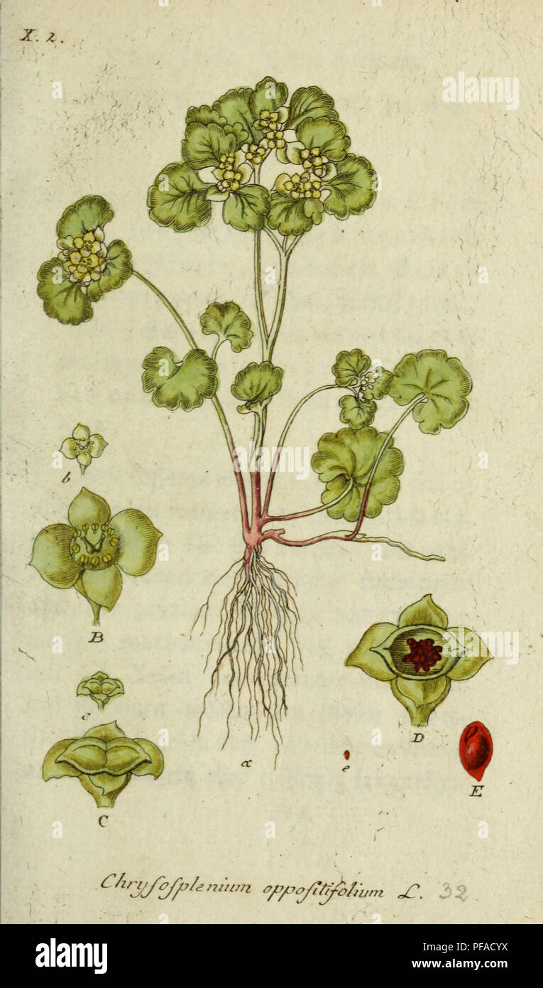 This German work provides detailed botanical illustrations of native ...