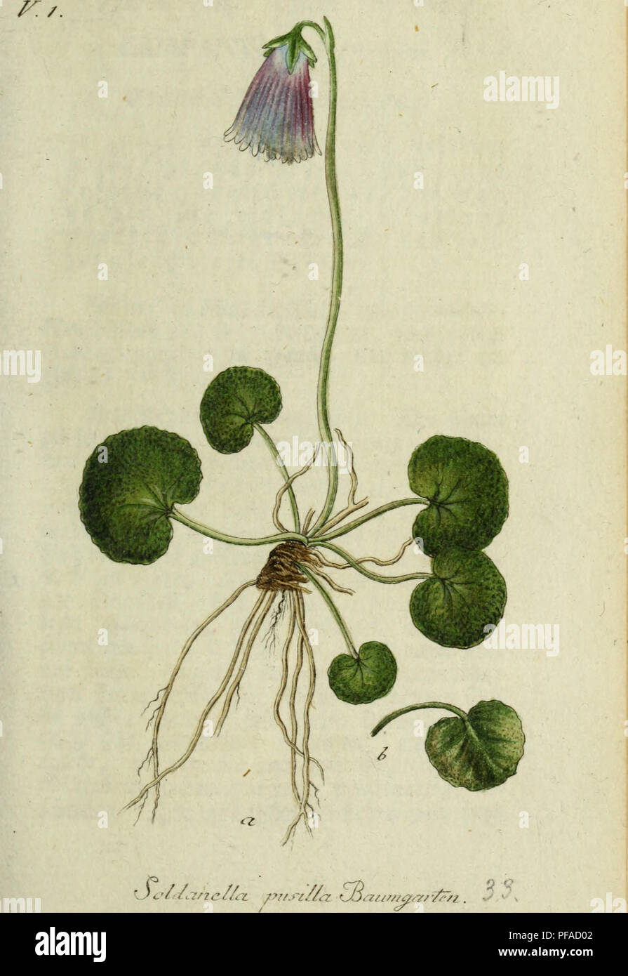 This botanical work offers detailed illustrations of Germany's flora ...
