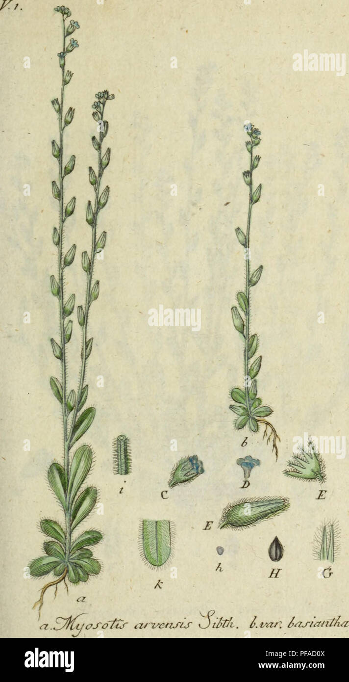 Jacob Sturm's 'Deutschlands Flora' provides detailed botanical ...