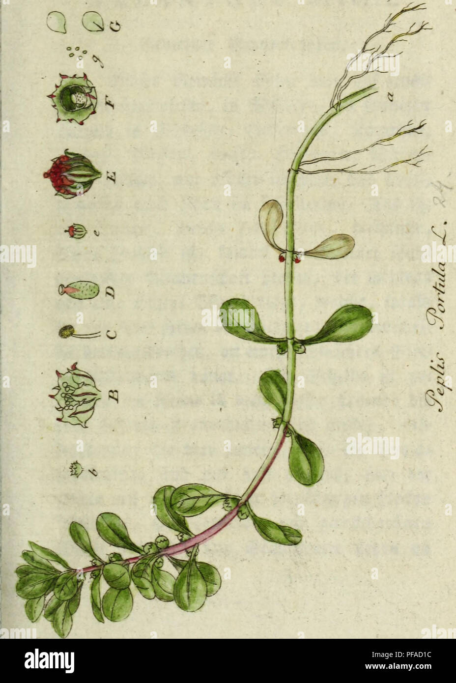 This botanical work offers a comprehensive representation of Germany's ...