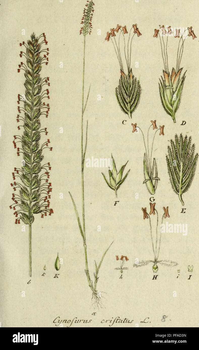 This work presents detailed botanical illustrations of native plant ...