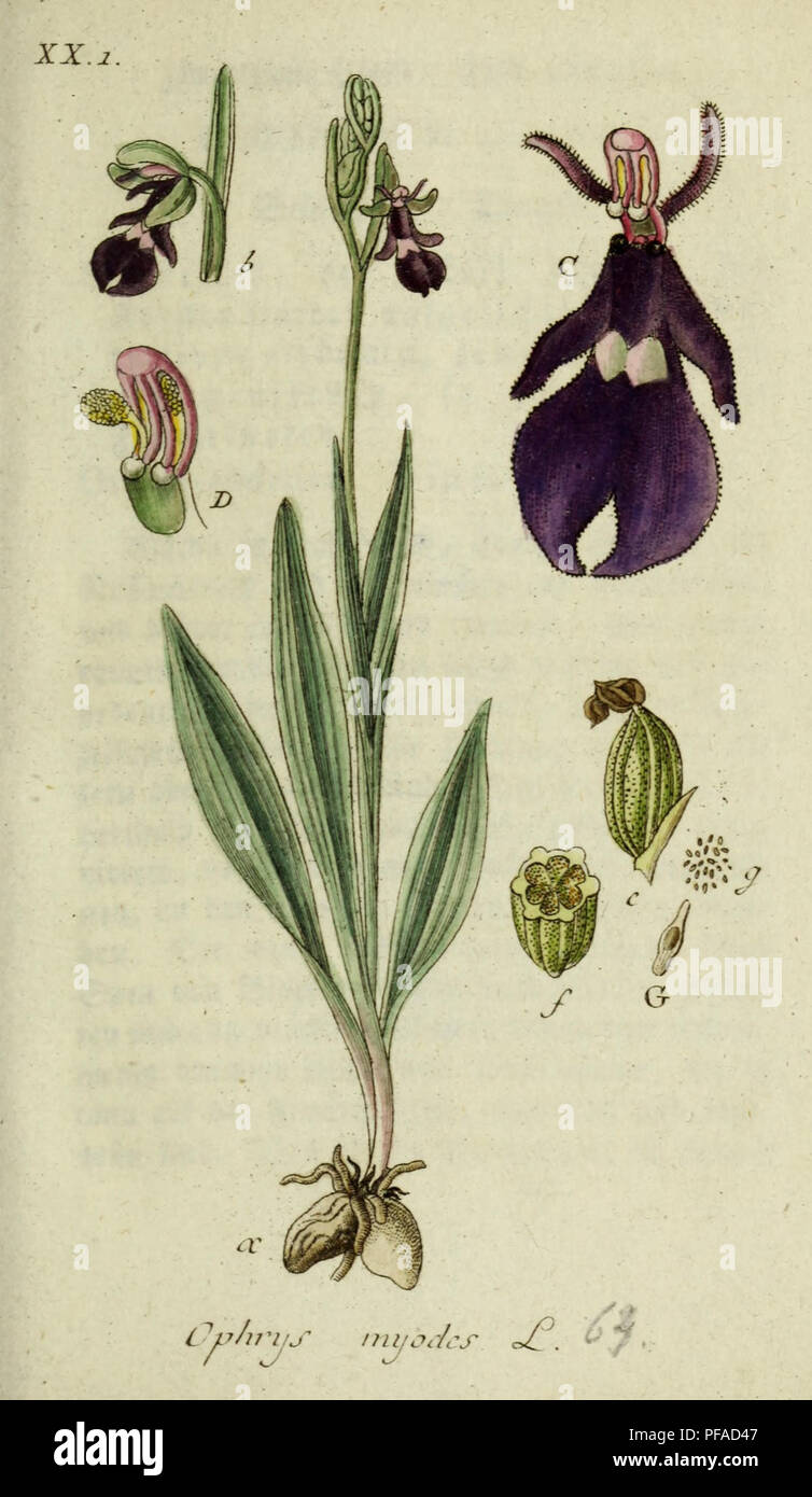 *Deutschlands flora in abbildungen nach der natur* is a botanical work ...