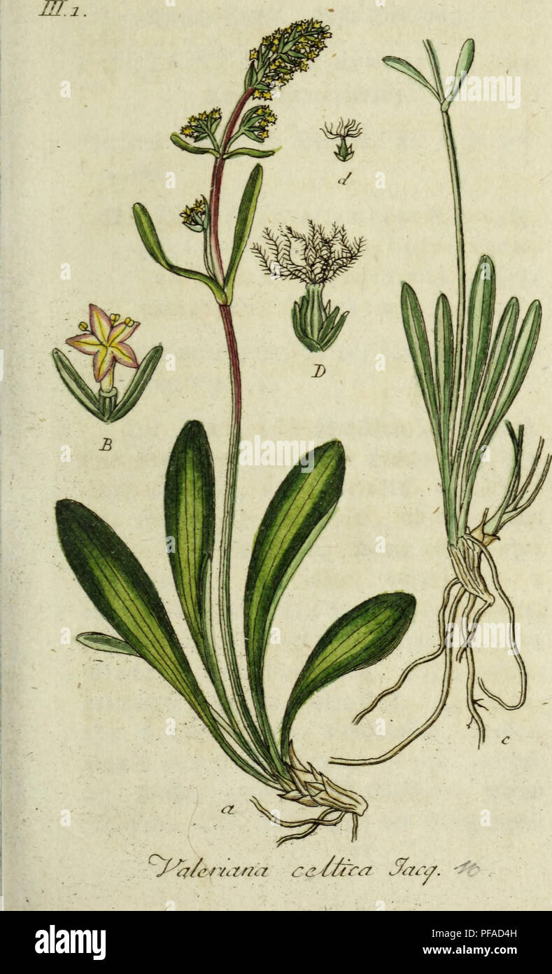 This botanical illustration from Jacob Sturm's Germany's Flora ...