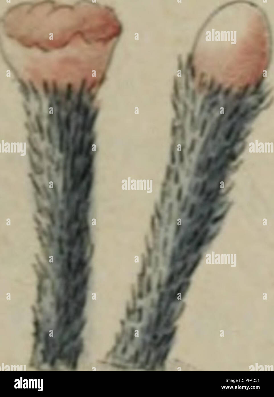 This work illustrates and describes the fungi of Germany, detailing the ...