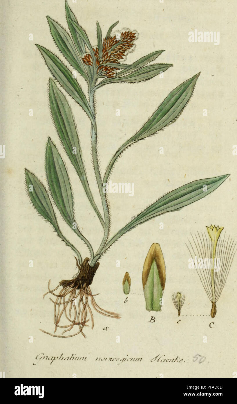 This German botanical work by Jacob Sturm presents a visual catalog of ...