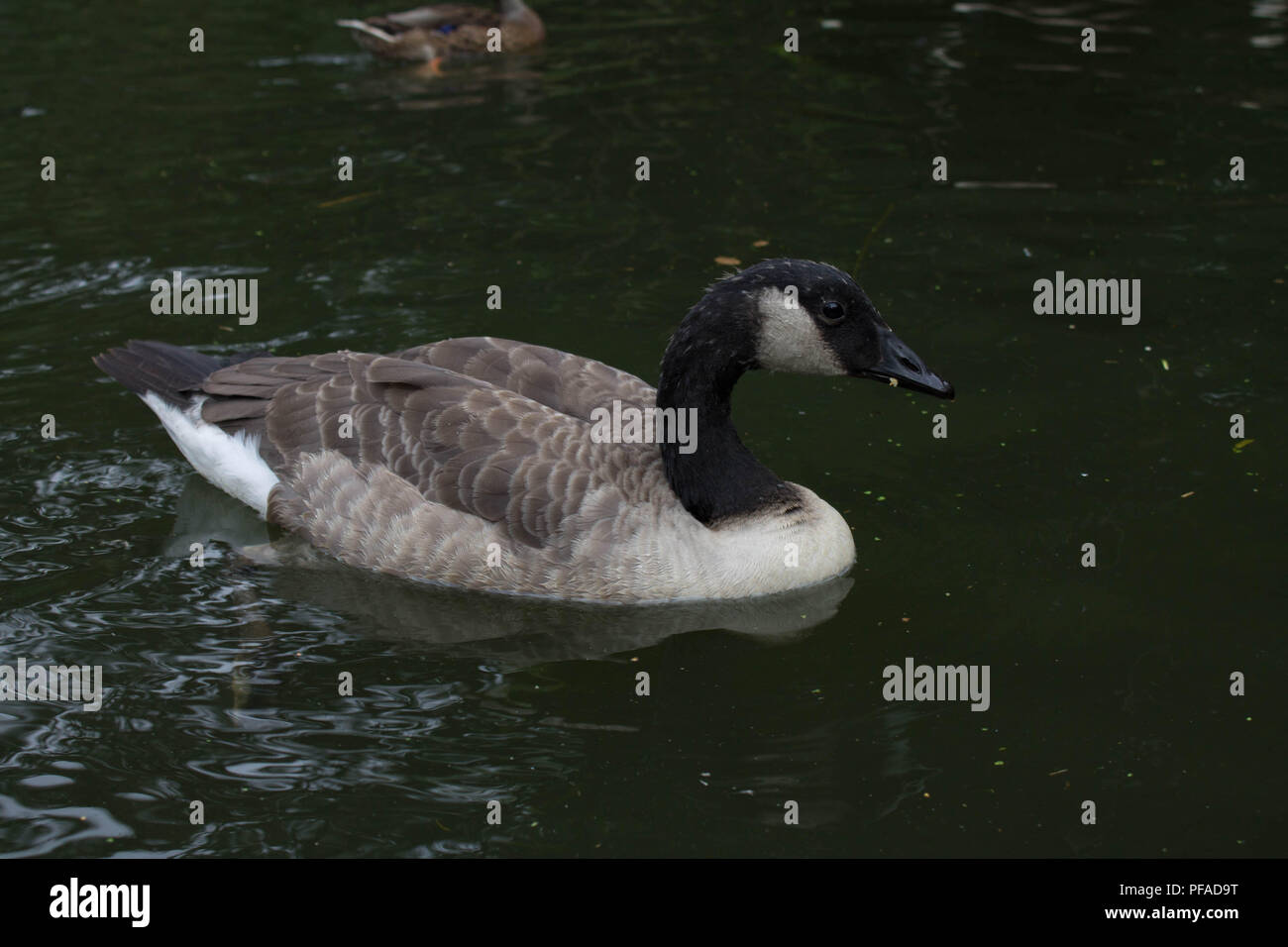 Canada goose swimming in the river Stock Photo - Alamy