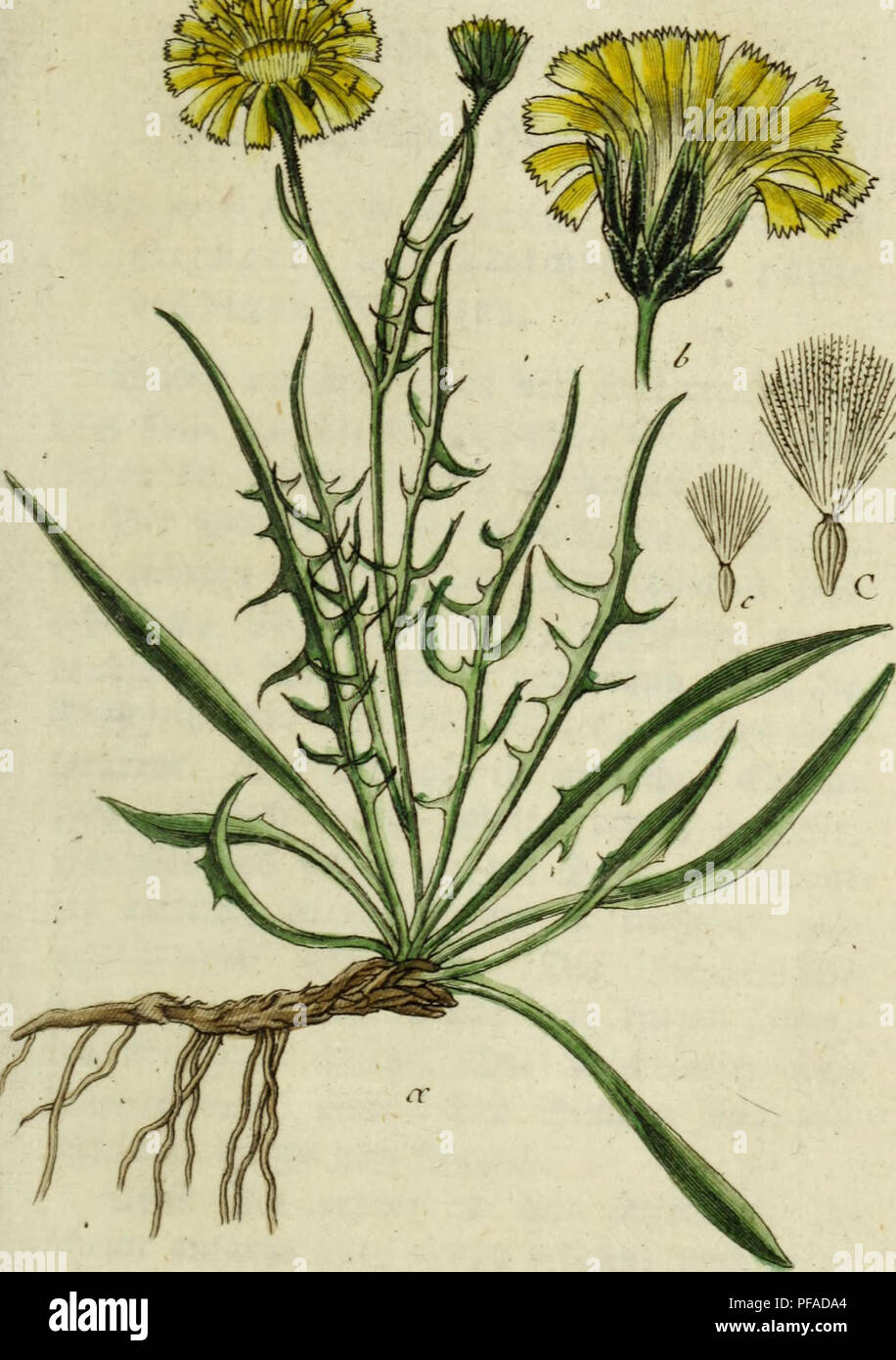 This botanical work showcases Germany’s native flora with illustrations ...