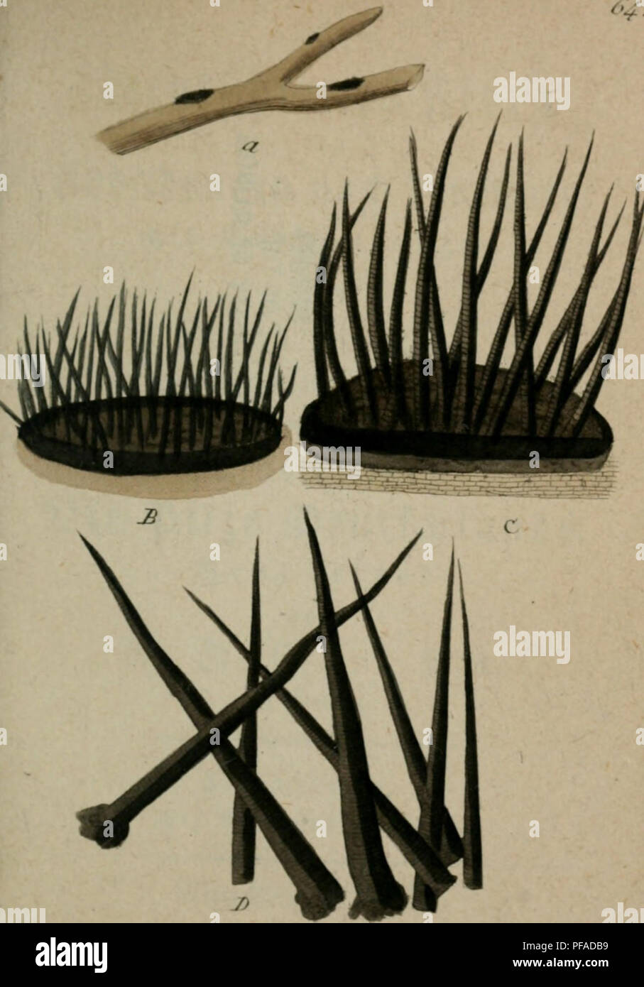 This work focuses on the fungi of Germany, providing illustrations and ...