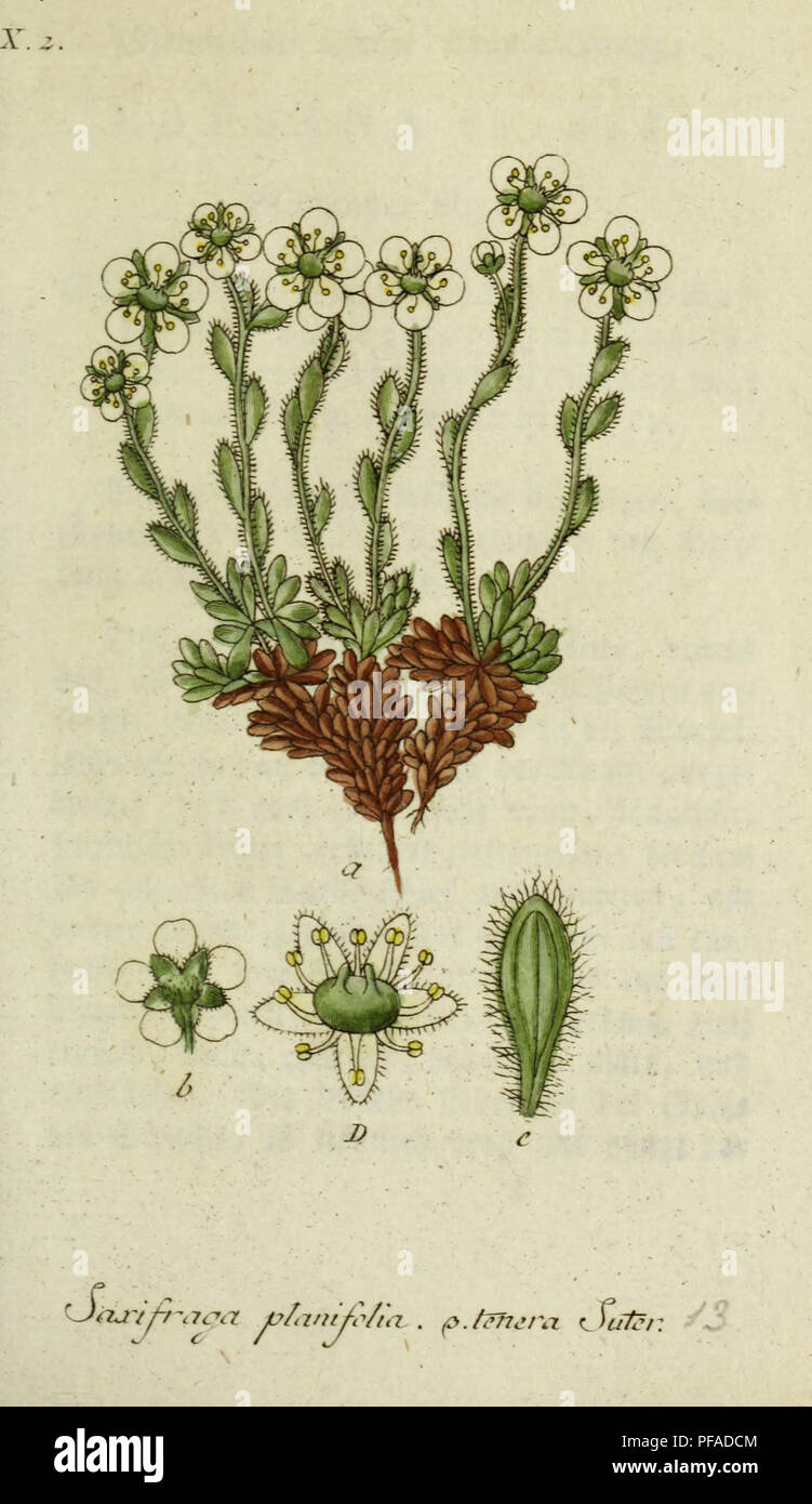 This botanical work illustrates and describes the flora of Germany ...