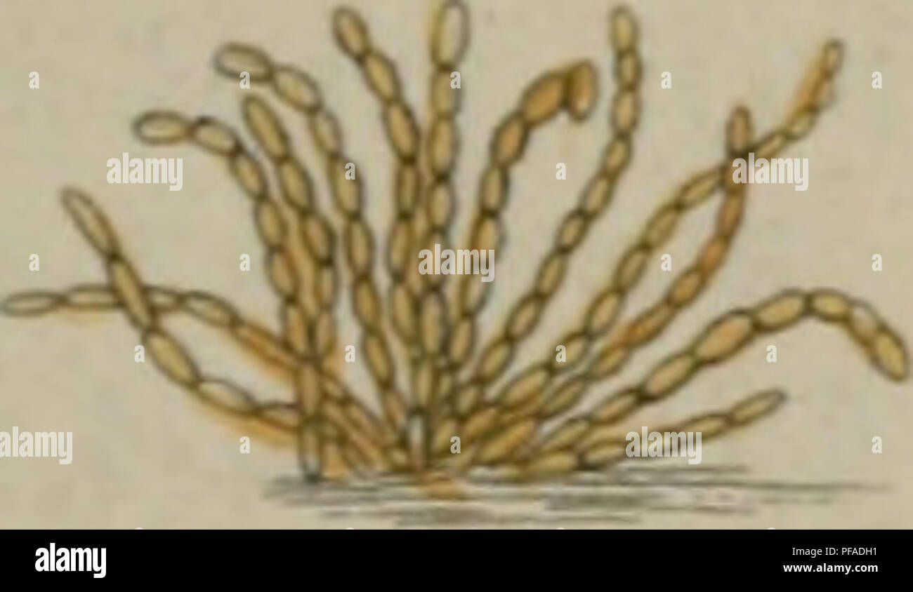 This volume of 'Deutschlands Flora' focuses on fungi native to Germany ...