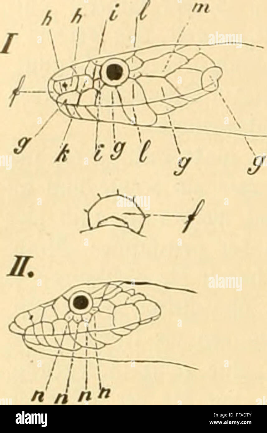 . Deutschlands Amphibien und Reptilien. Eine Beschreibung und ...