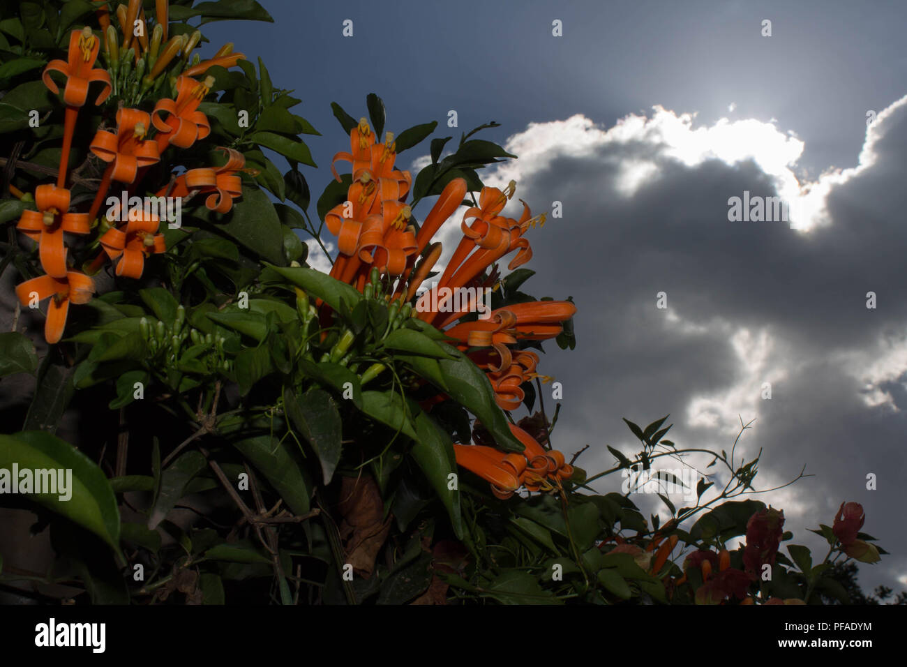 Equator flowers hi-res stock photography and images - Alamy