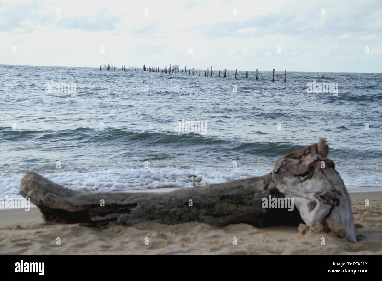 Dead tree trunk on the beach. Atlantic Ocean, USA Stock Photo - Alamy
