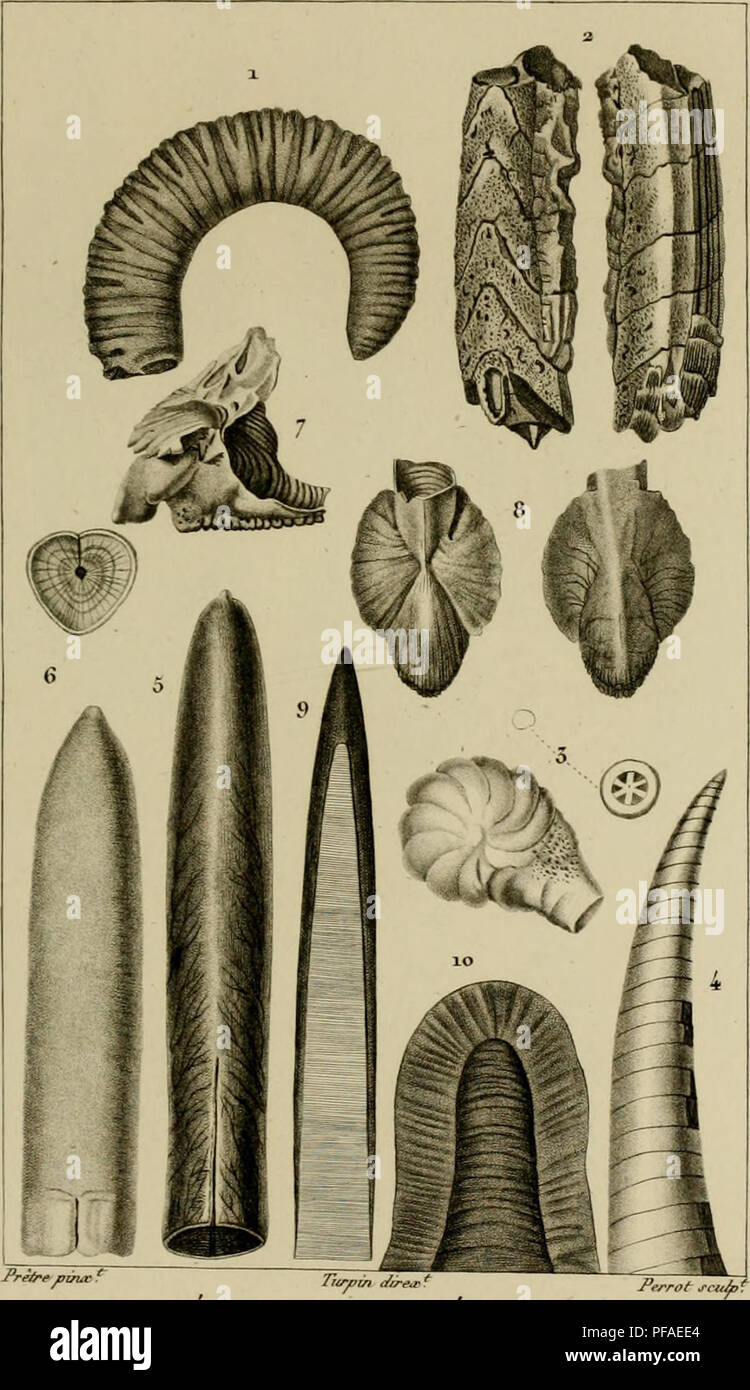 This natural science dictionary provides detailed classifications of ...