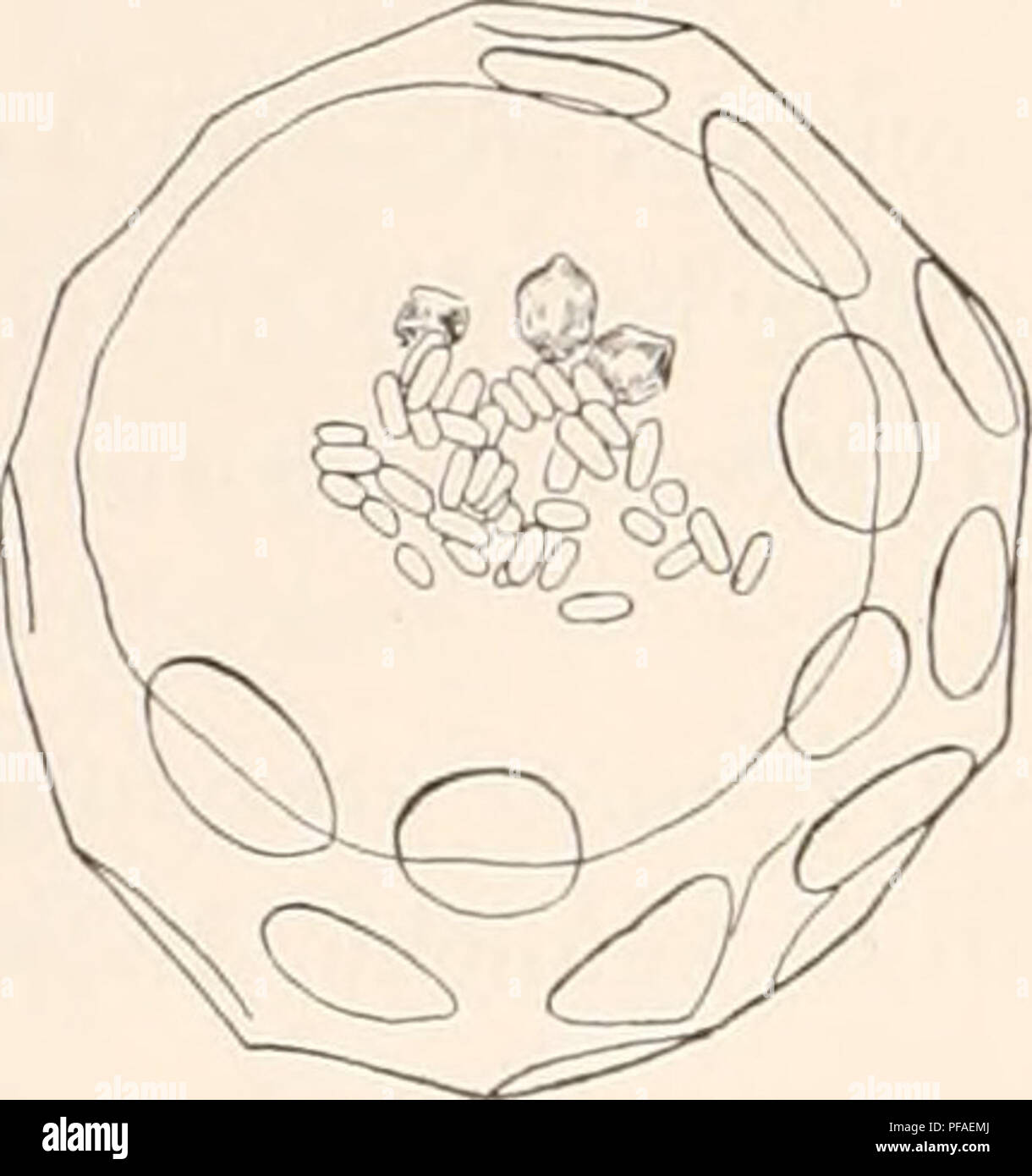 Sarg form hi-res stock photography and images - Alamy