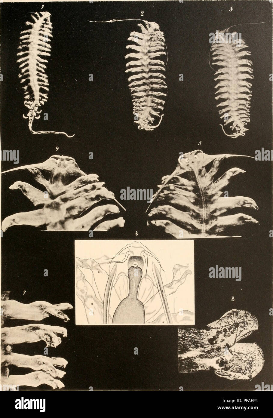 Tomopteris sp hi-res stock photography and images - Alamy