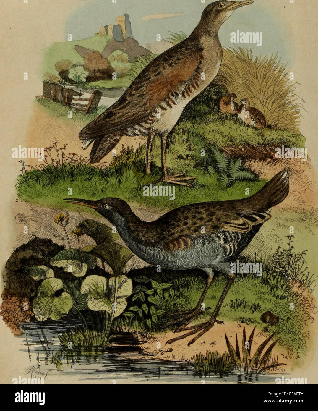 This French natural history dictionary by Félix-Édouard Guérin ...