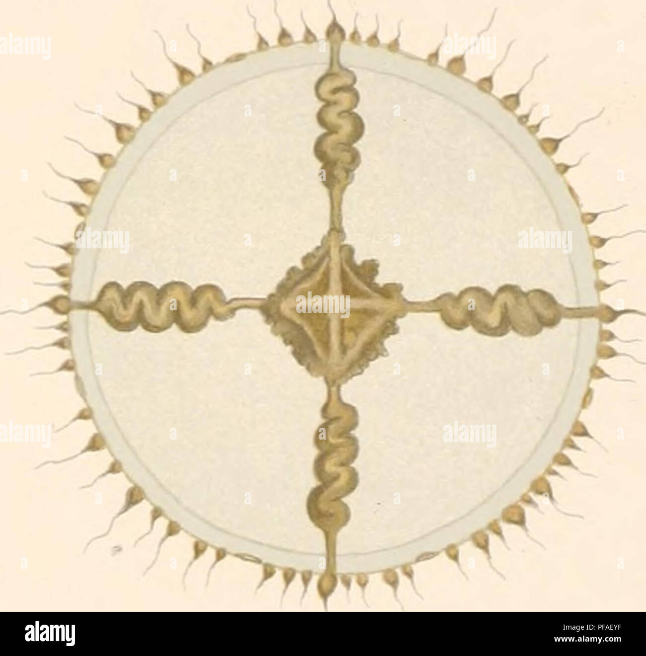 Gauss note hi-res stock photography and images - Alamy