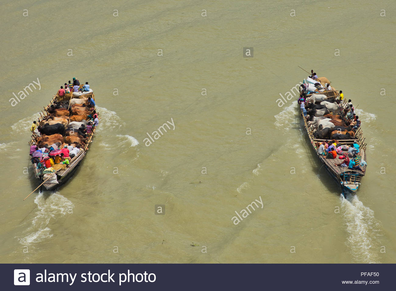 Sacrifice Cows High Resolution Stock Photography and Images - Alamy