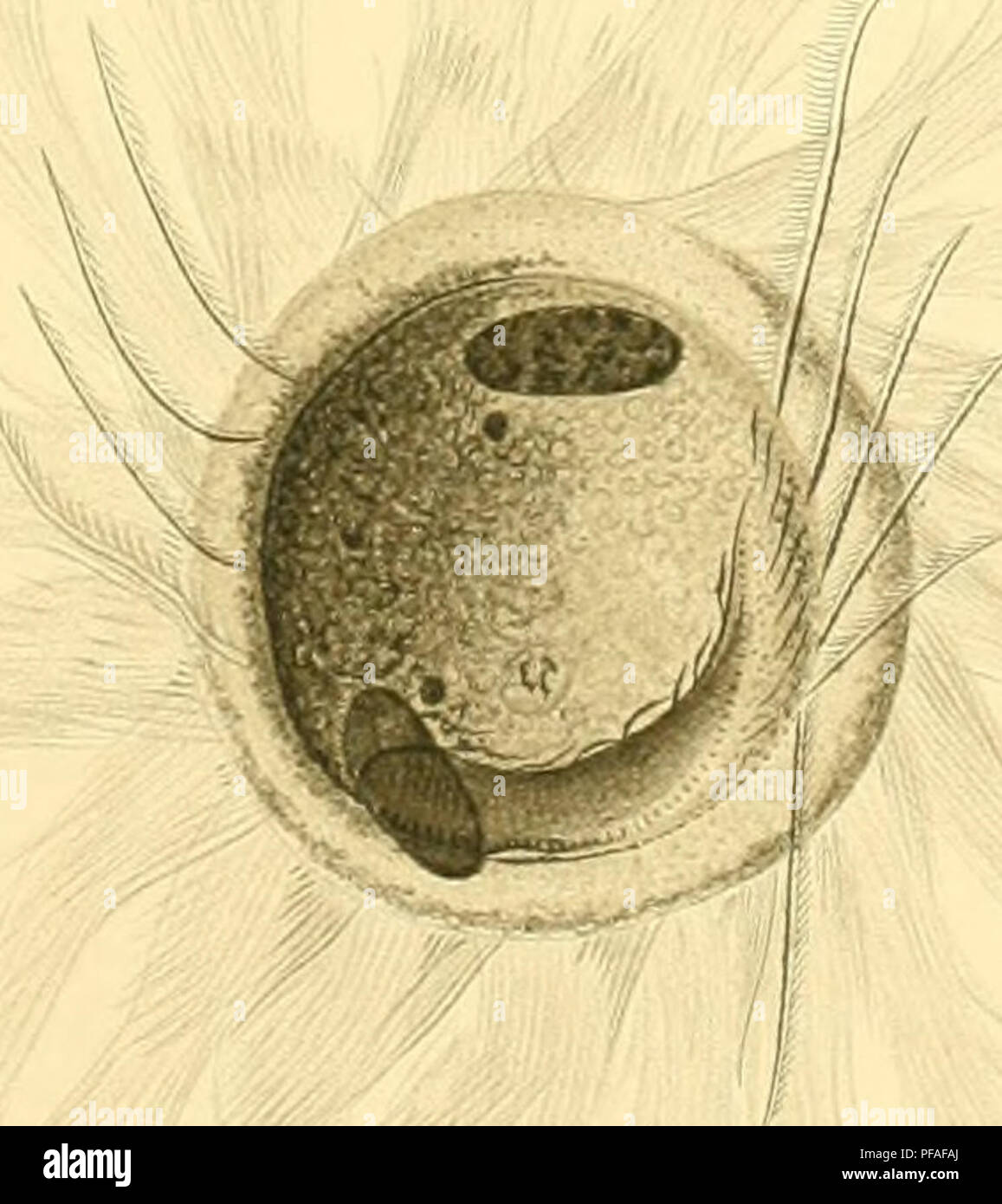 The Deutsche Südpolar-Expedition (1901-1903) was a German scientific ...