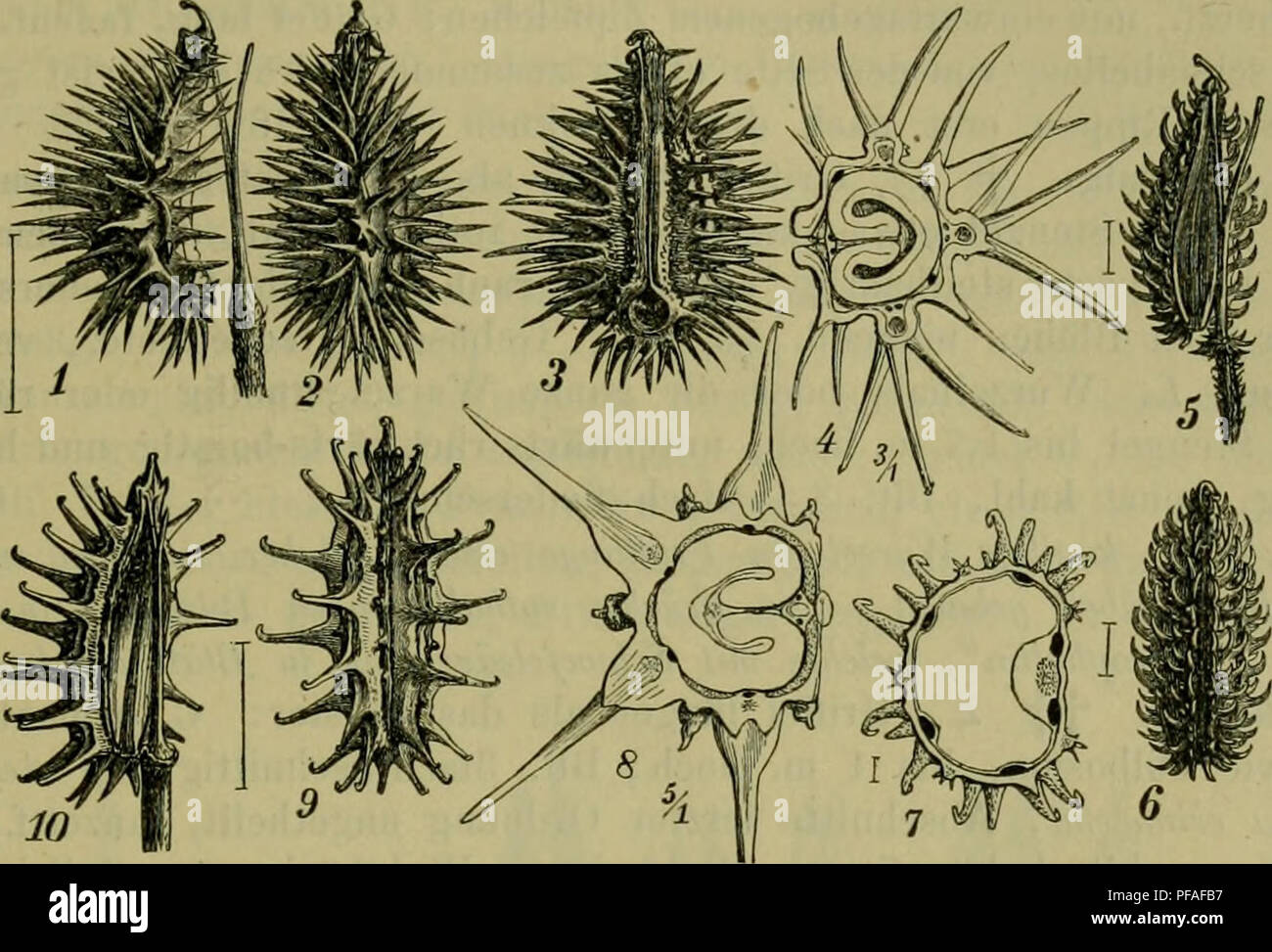 Furcht Clipart Of Flowers