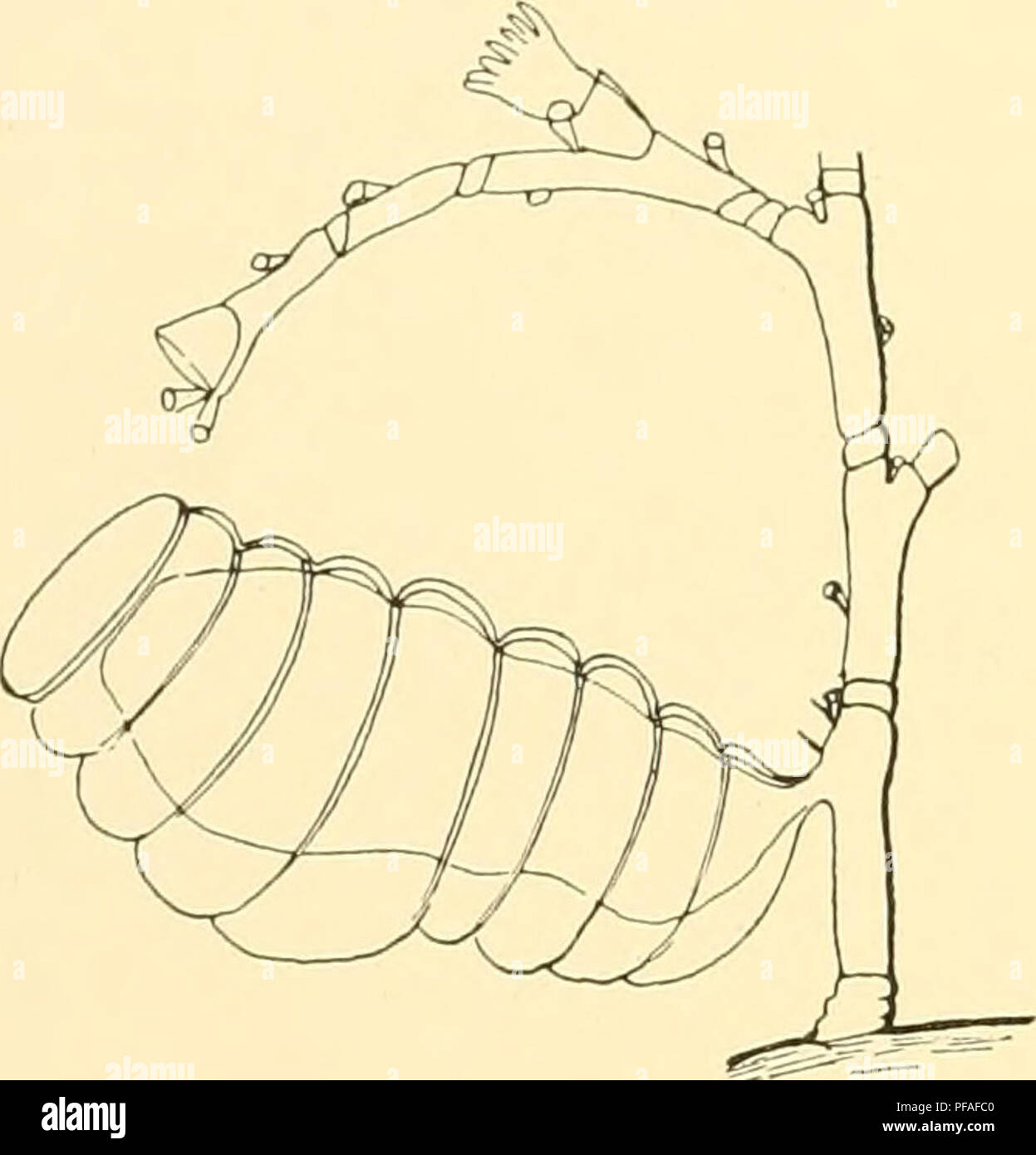 Plumularia High Resolution Stock Photography and Images - Alamy