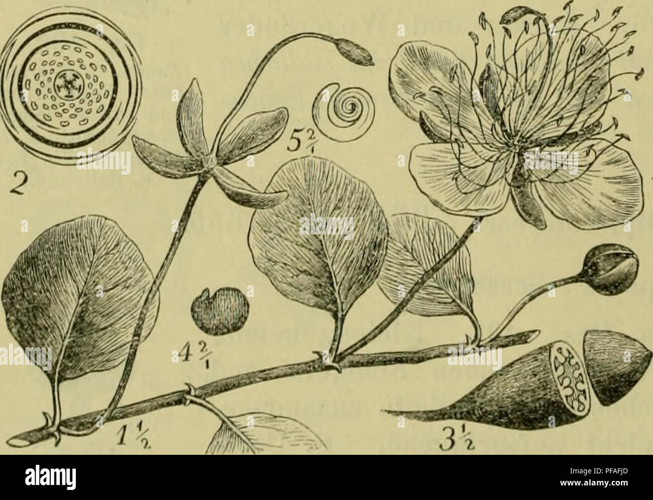 'Deutsche Flora' serves as a systematic guide to medicinal plants for ...