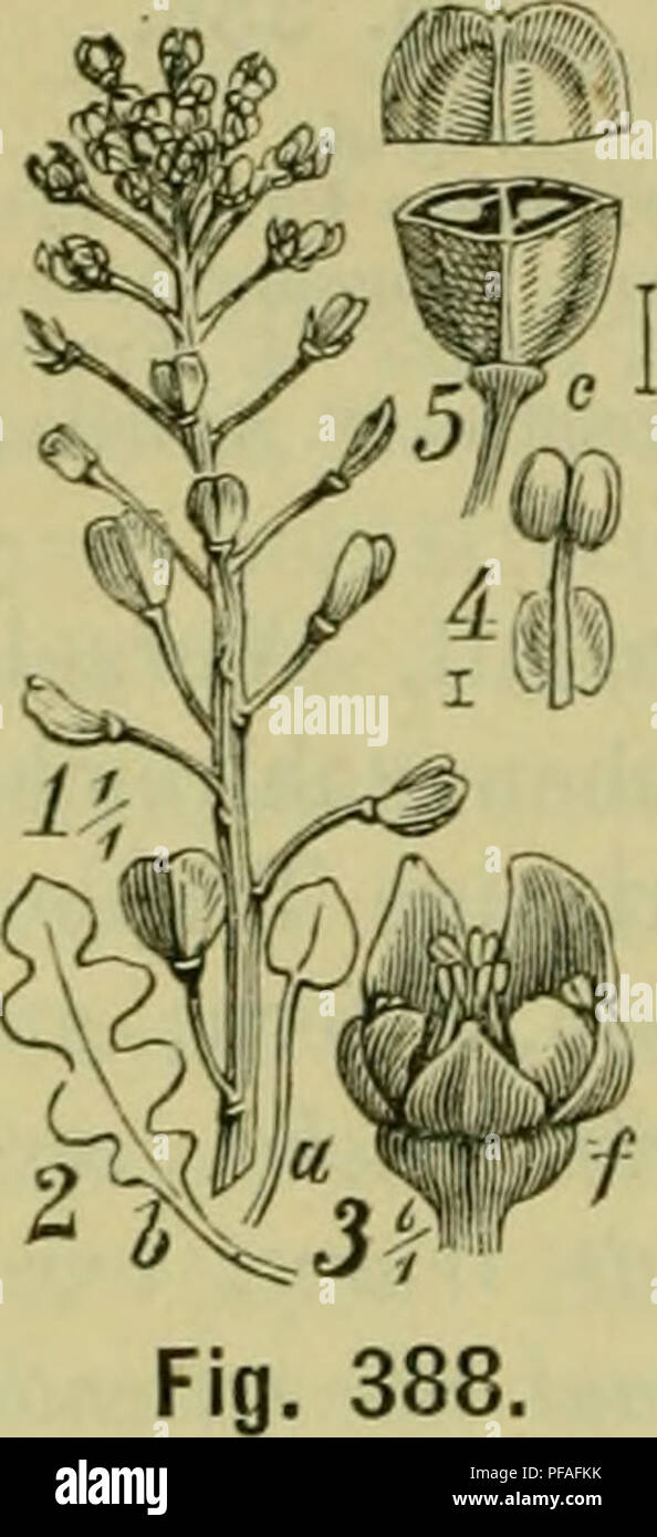 This work is a systematic guide to pharmaceutical and medicinal botany ...