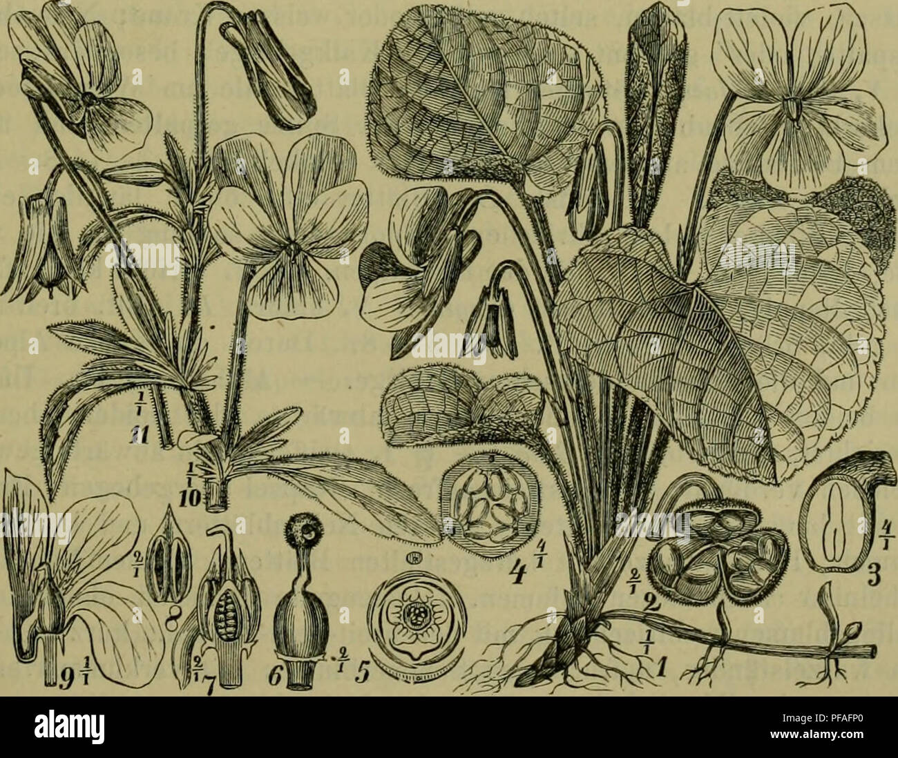 This botanical work offers a systematic guide to pharmaceutical and ...
