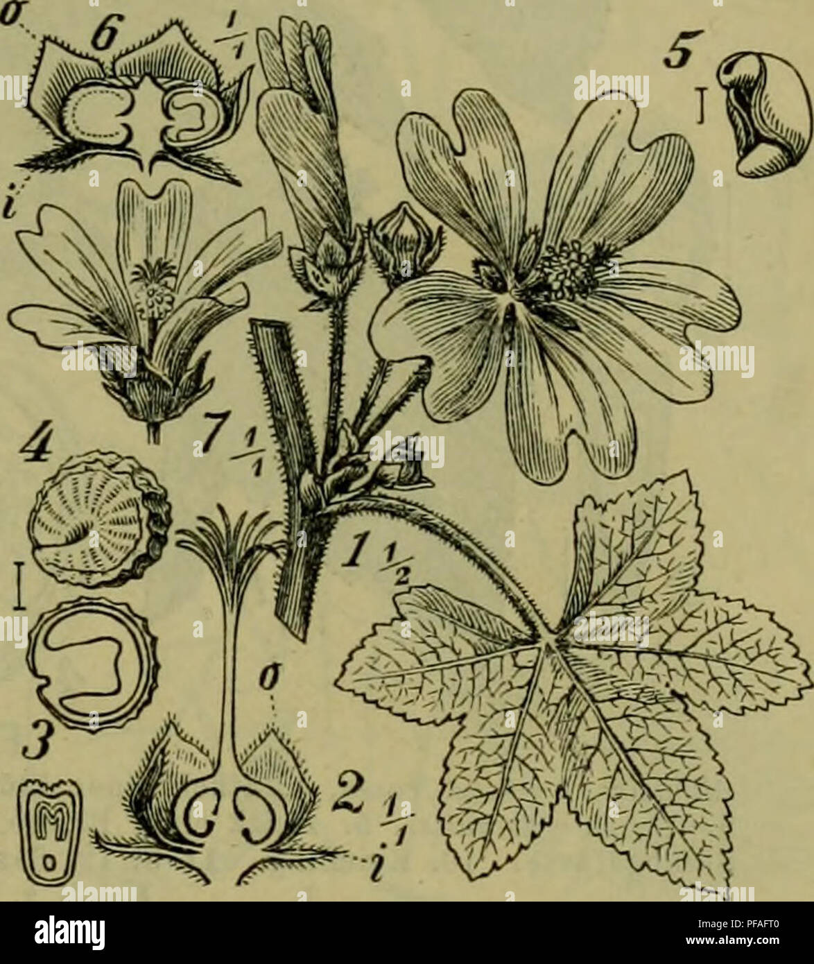This German botanical work provides a systematic study of medicinal ...