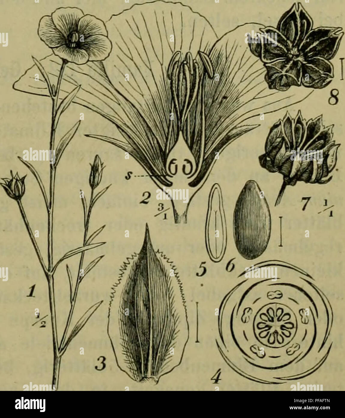 This image from 'Deutsche Flora' illustrates a medicinal plant with a ...