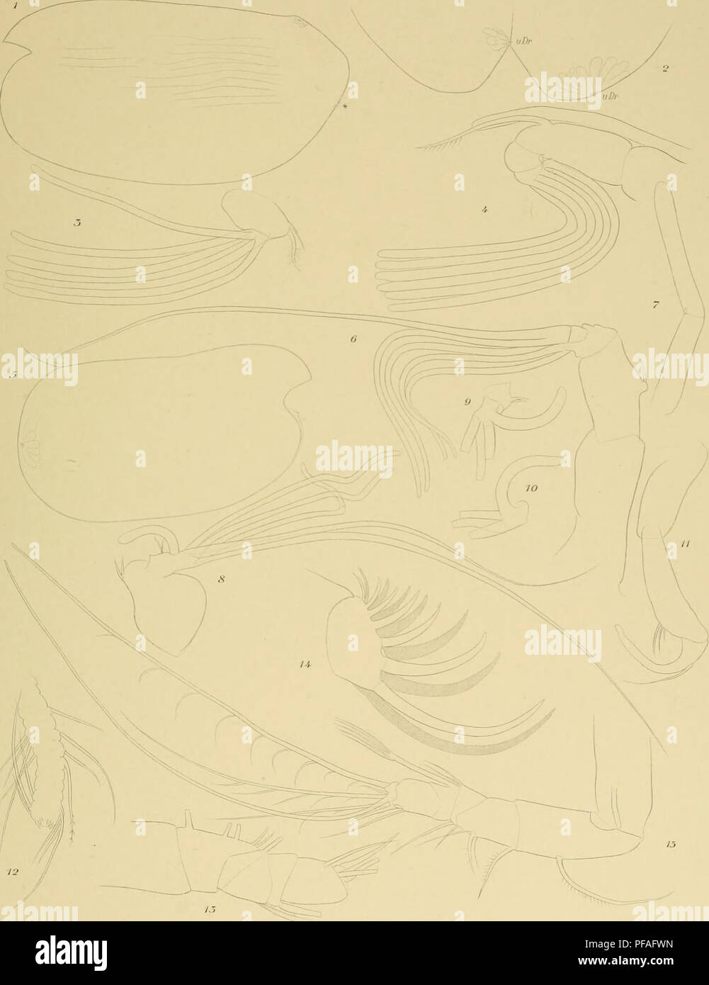 Halocypris hi-res stock photography and images - Alamy