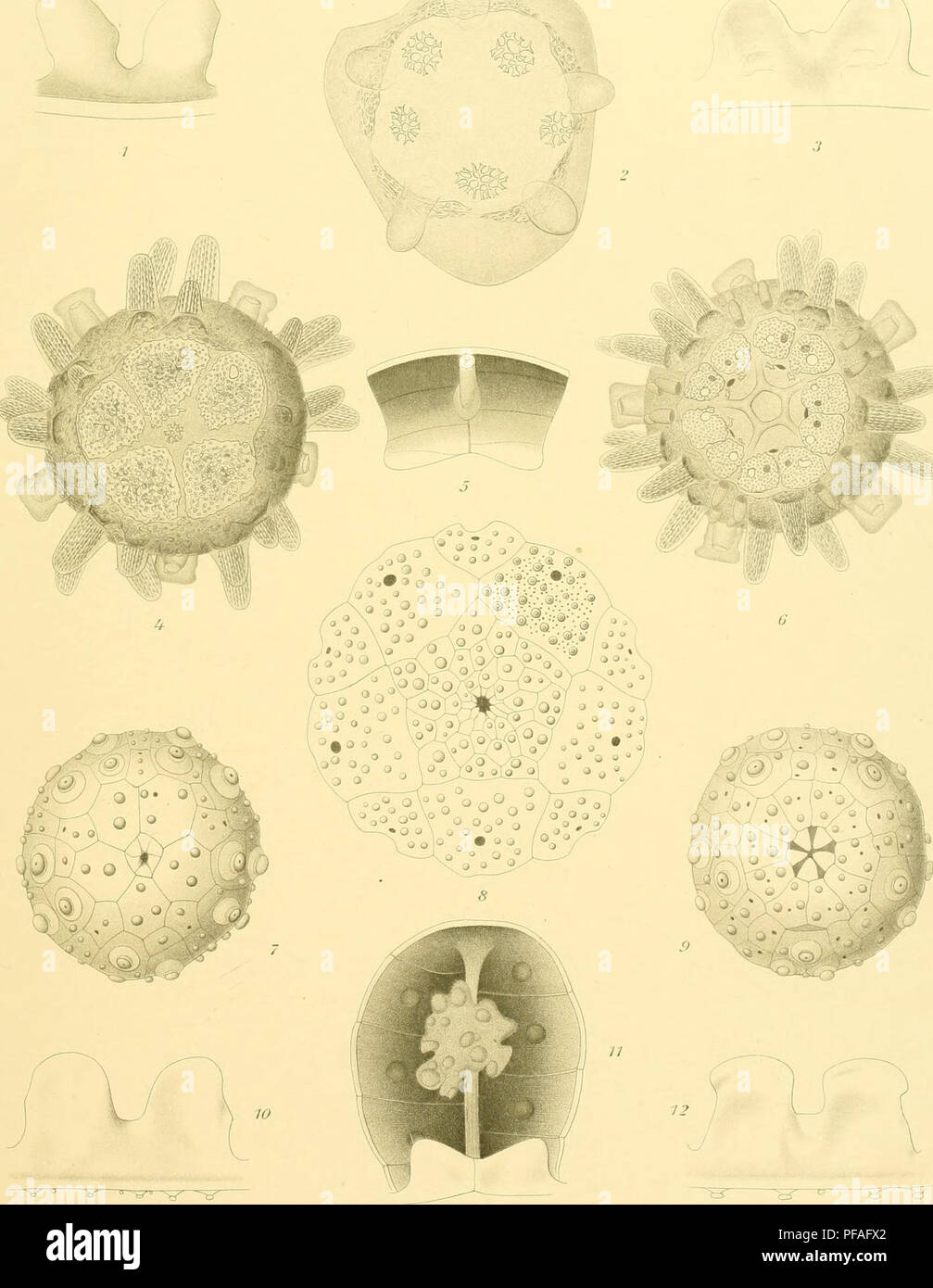 This image depicts the German South Polar Expedition of 1901-1903 ...