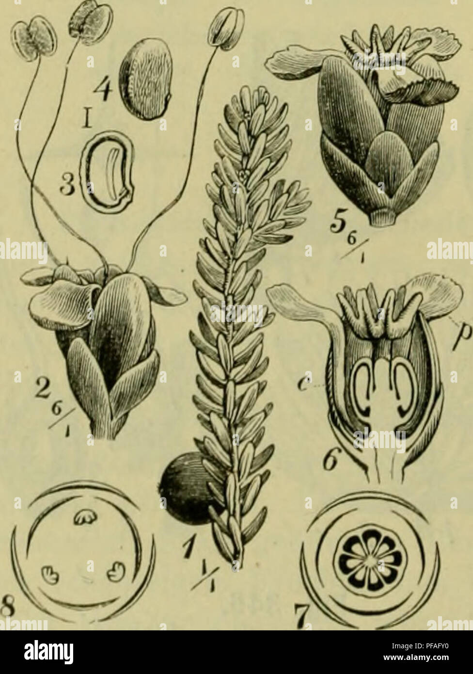 This work on pharmaceutical and medicinal botany serves as a guide for ...