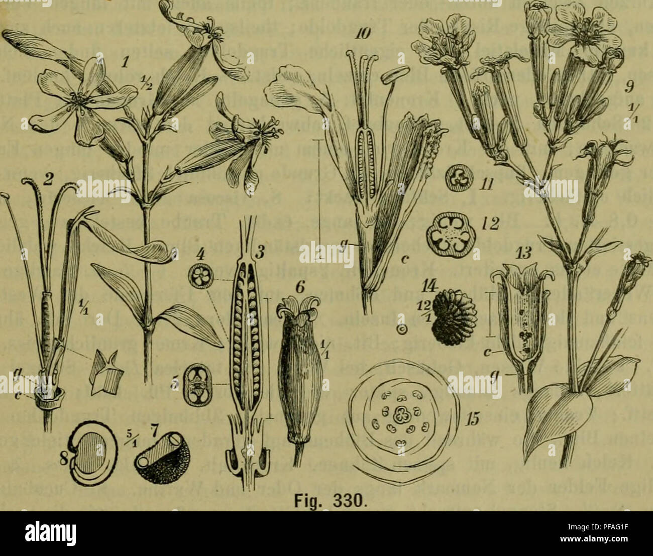 This botanical dictionary offers an in-depth guide to medicinal plants ...