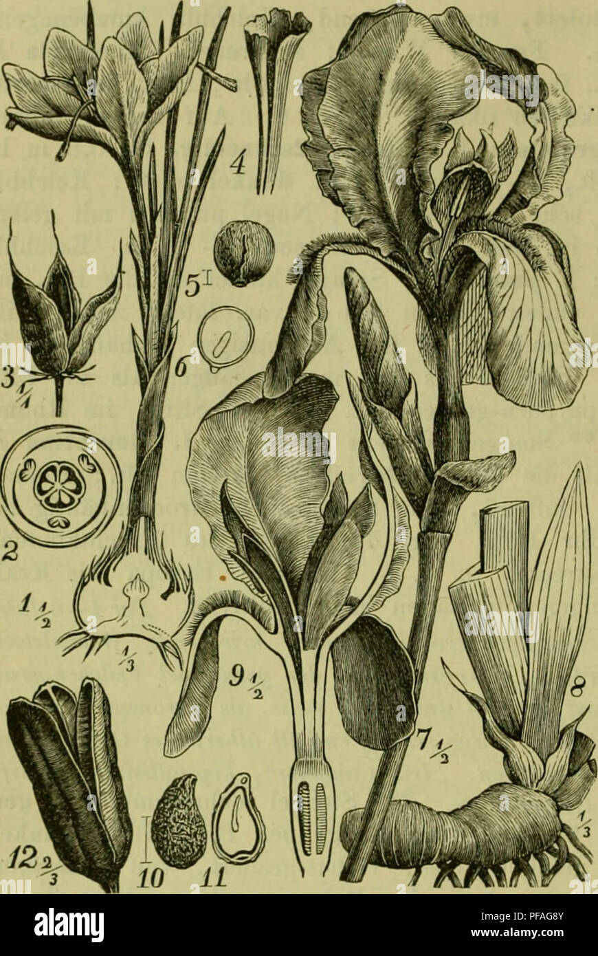 This text serves as a guide to medicinal and pharmaceutical botany ...